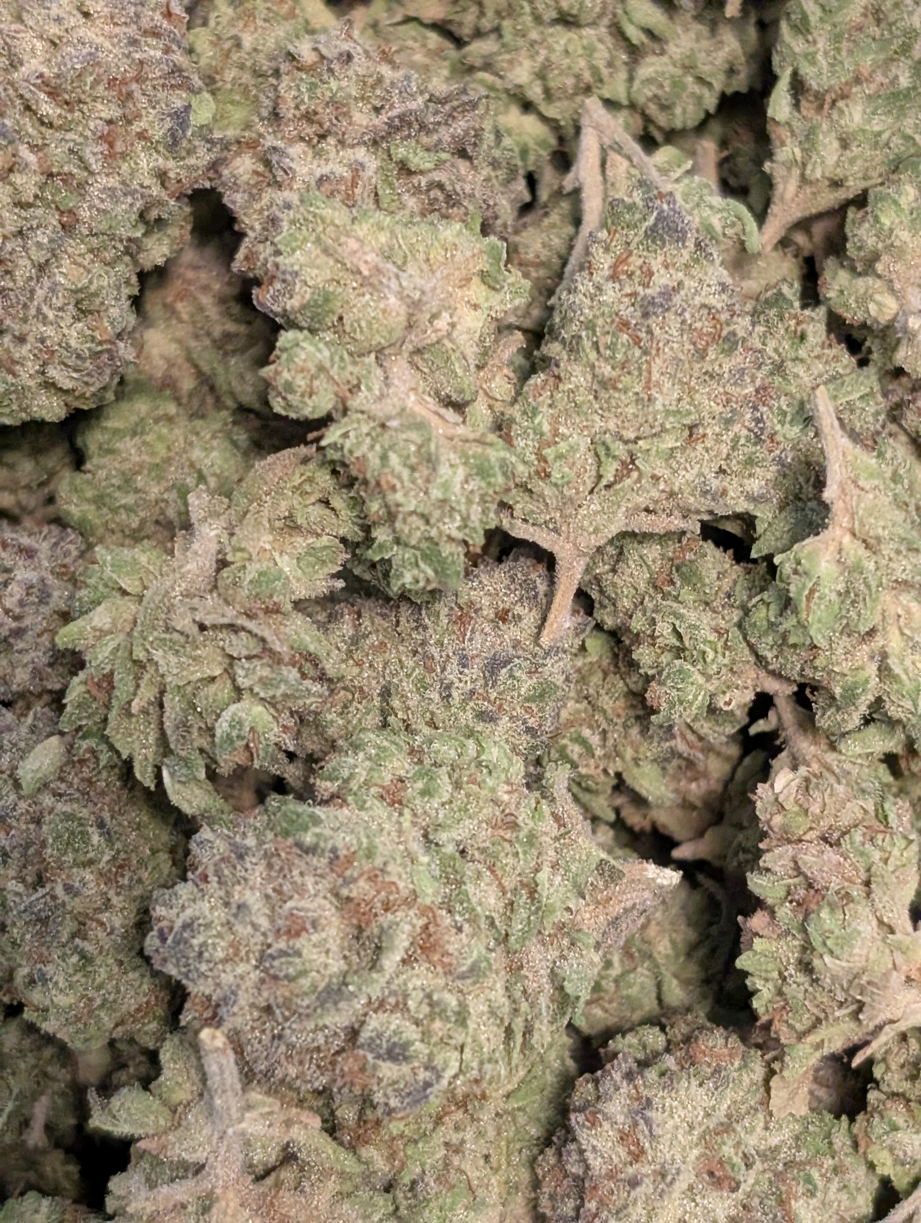 Indoor Grown | GELATO KING INDICA DOMINANT | 30.27% THCA | Call me THCa